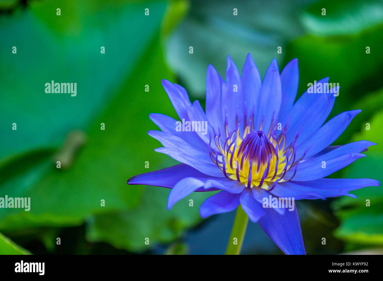 Real Blue Lotus