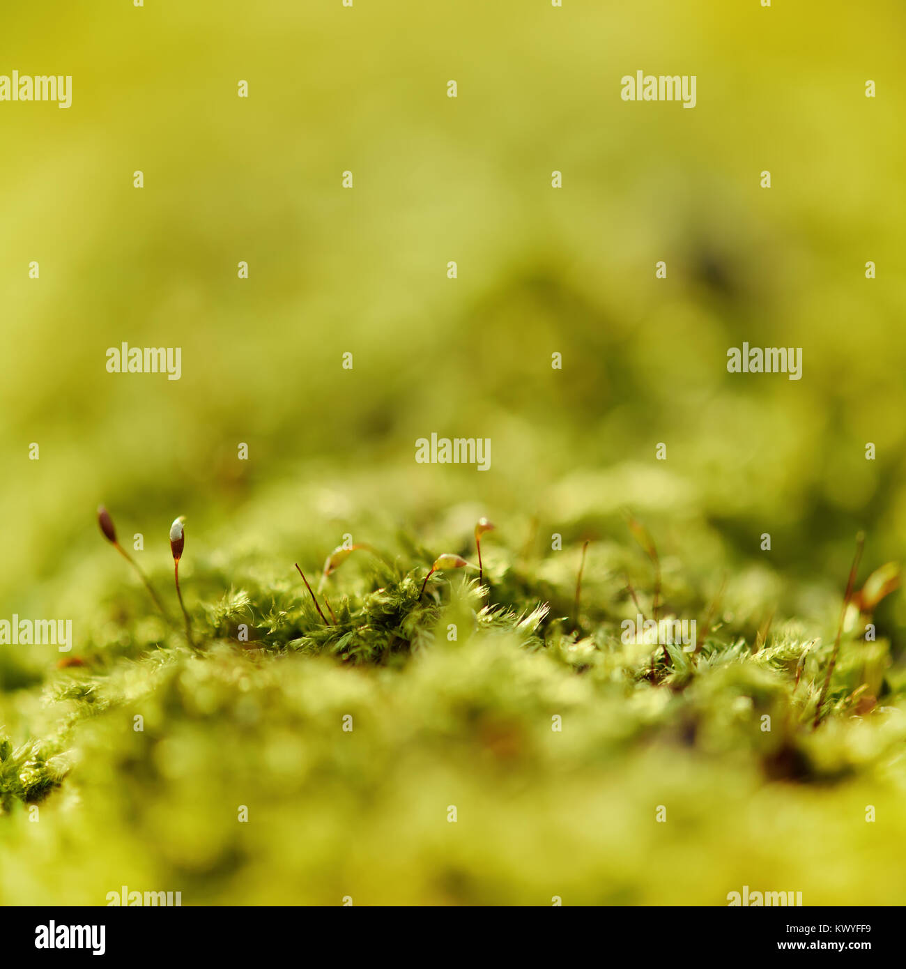 Green moss macro Stock Photo - Alamy
