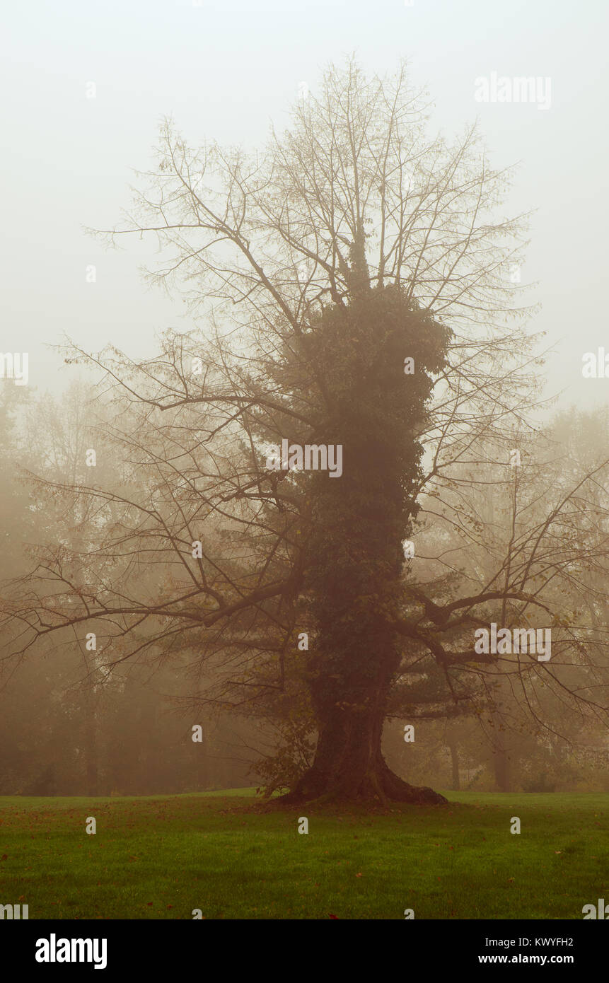 Grey fog single tree hi-res stock photography and images - Alamy