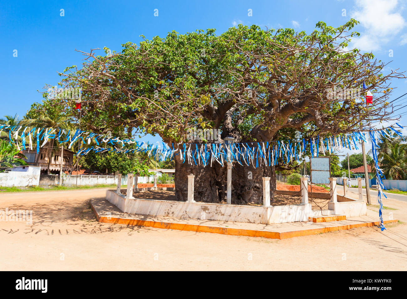 Ancient Baobab Tree in Mannar Island, Sri Lanka Stock Photo - Alamy