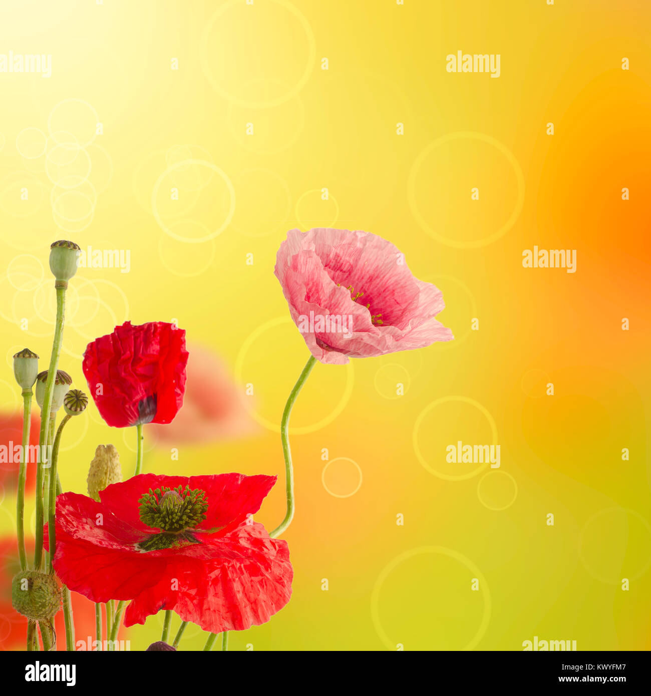 Poppy flowers background Stock Photo - Alamy