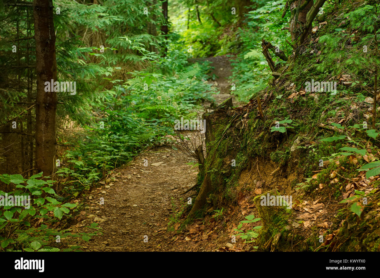 Summer green forest Stock Photo - Alamy