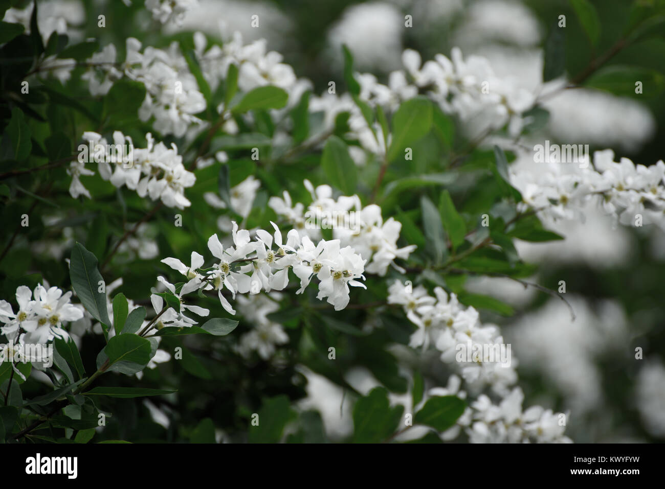 Spring white flowers Stock Photo - Alamy