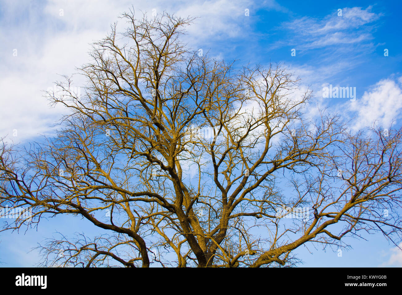 dead, dried tree on blue sky background Stock Photo - Alamy