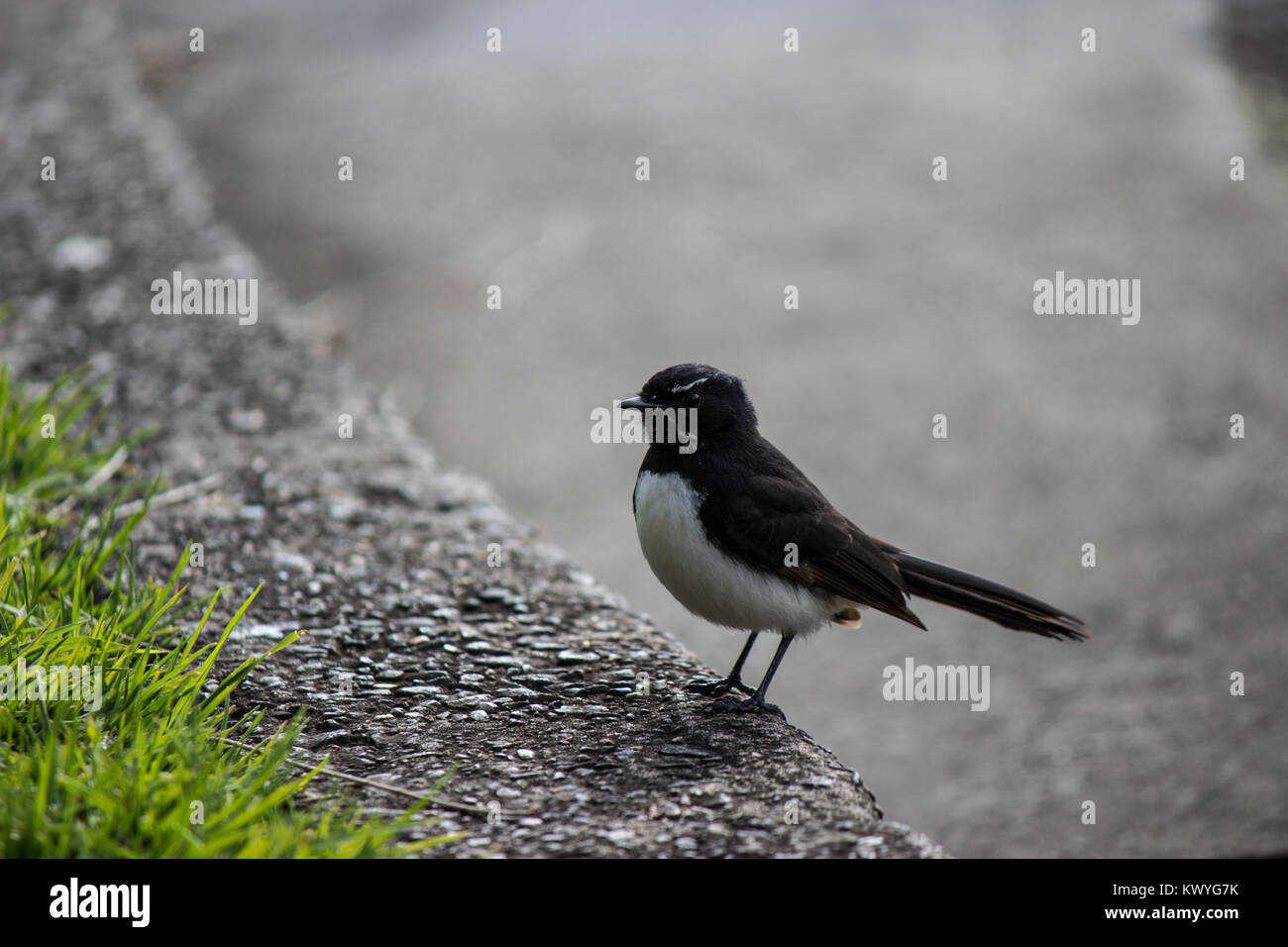 Willie Wagtail bird on curbside Stock Photo - Alamy
