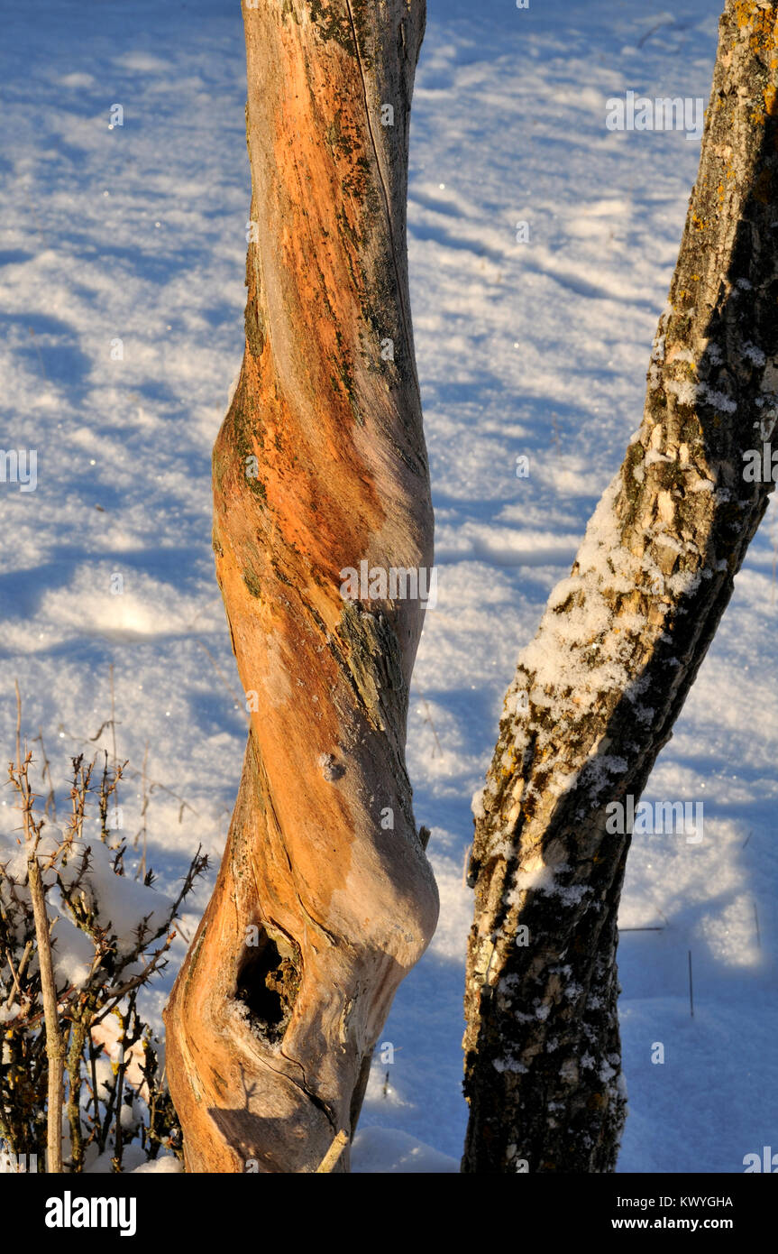 Twisted Tree Trunk High Resolution Stock Photography and Images - Alamy