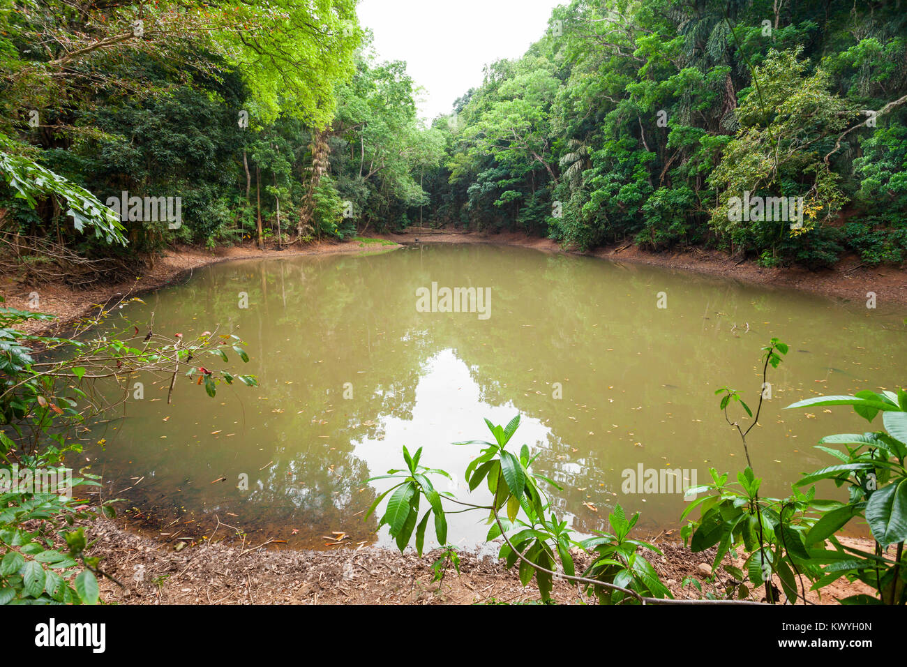 Royal Pond in Kandy Udawatta Kele Royal Forest Park or Udawattakele ...
