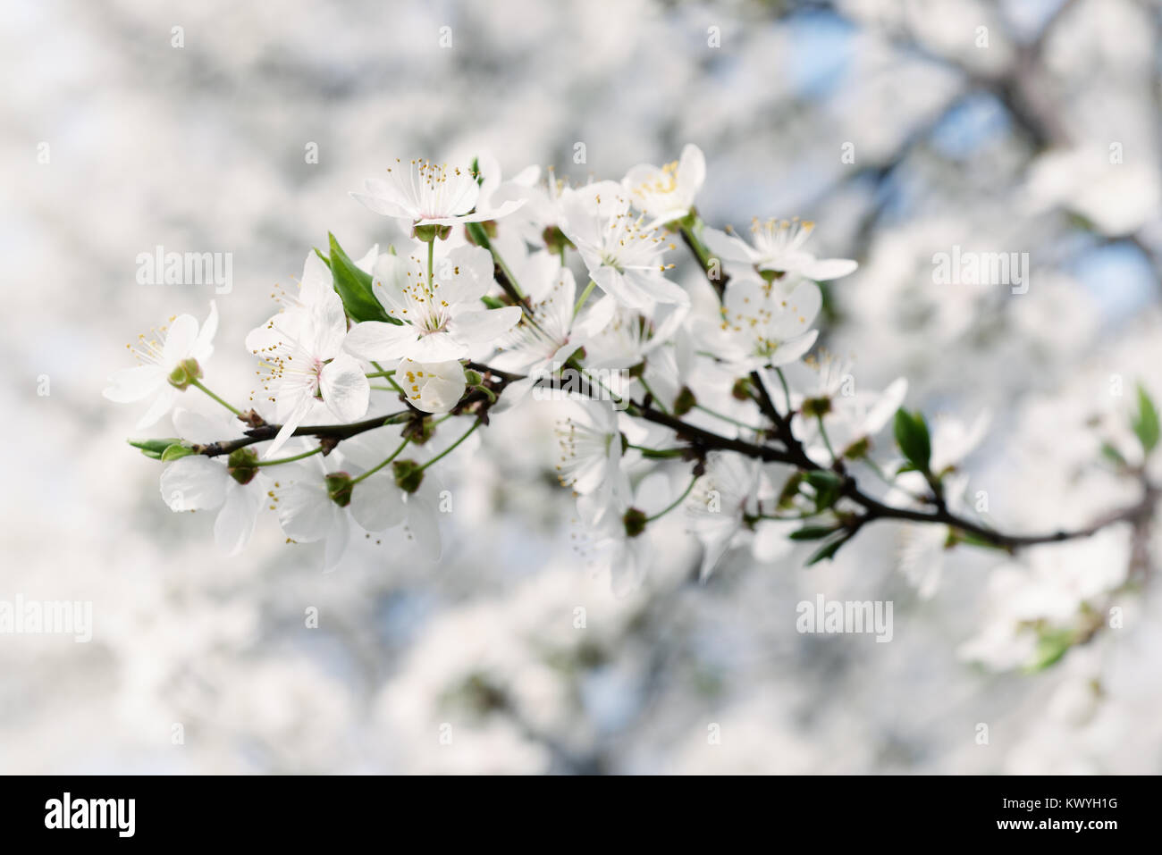 Plum spring flowers Stock Photo - Alamy