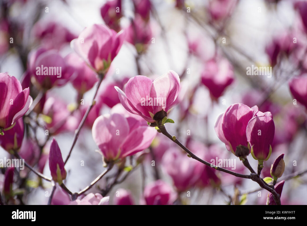 Magnolia spring flowers Stock Photo - Alamy