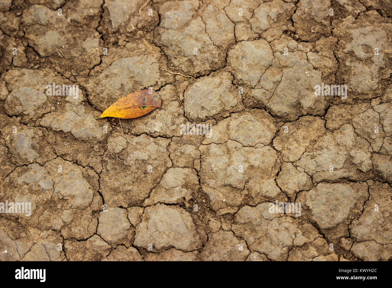 Earth on leaf hi-res stock photography and images - Alamy