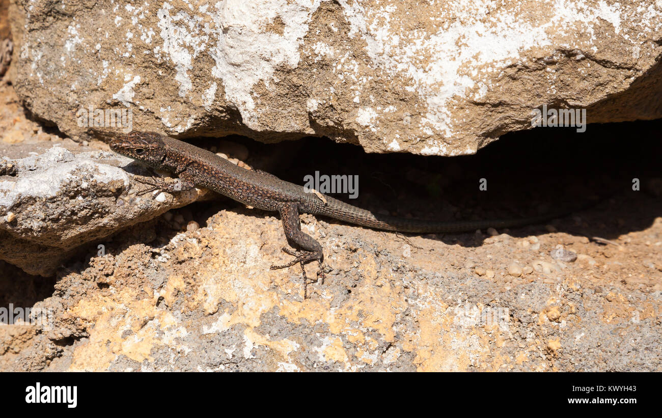 Lizard. A lizard emerges into the sunlight from its rocky hiding place ...