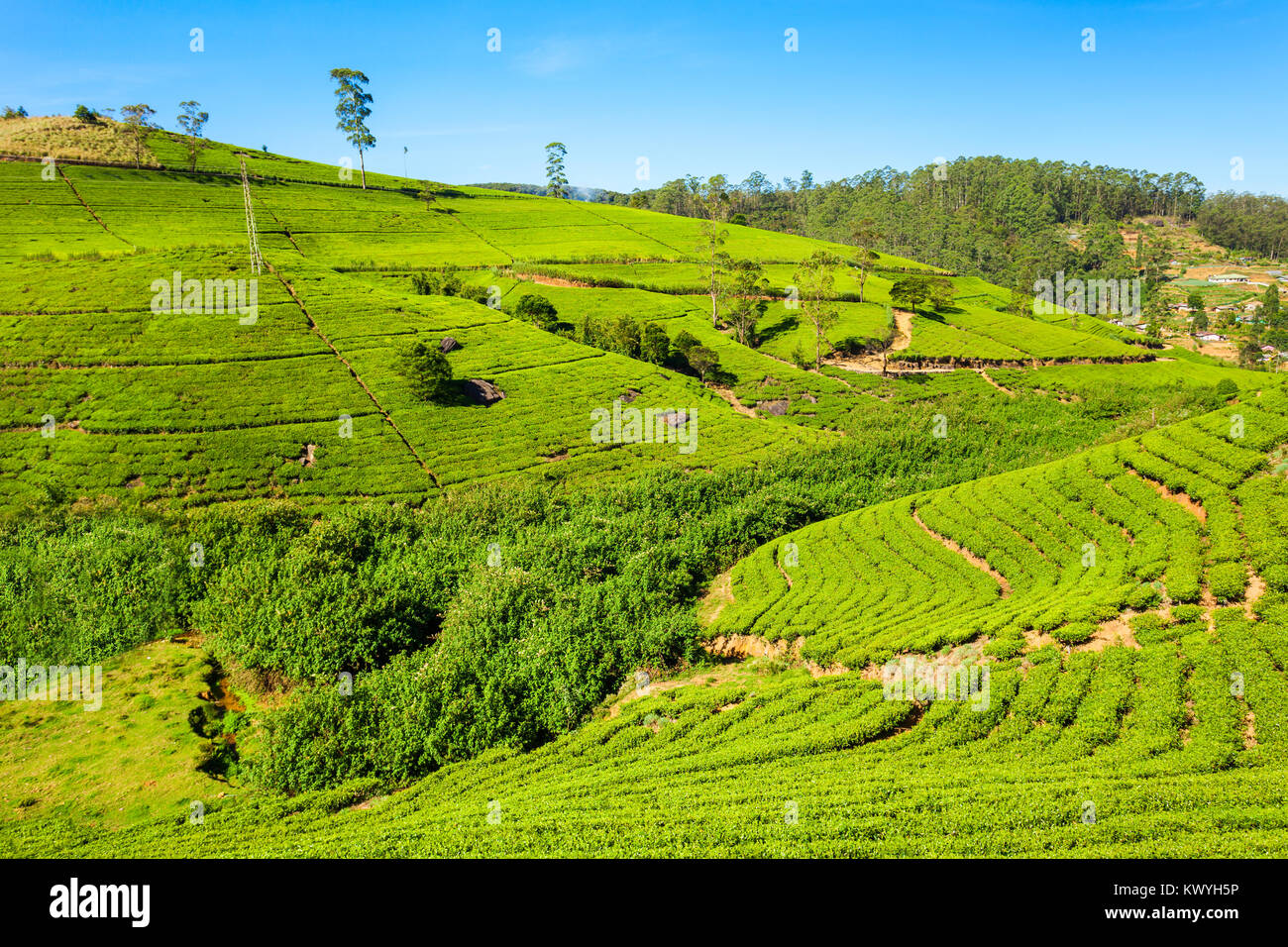 Nuwara Eliya tea plantation in Sri Lanka. Nuwara Eliya is the most ...