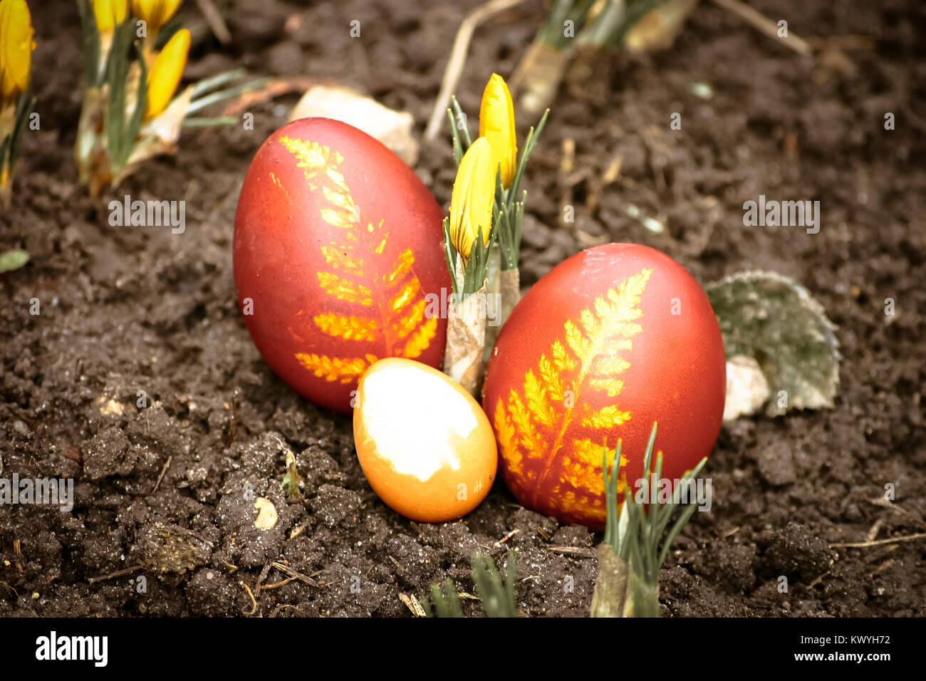 A beautiful, colored red Easter egg in the backyard. Traditional spring ...