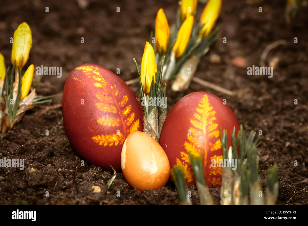A beautiful, colored red Easter egg in the backyard. Traditional spring ...