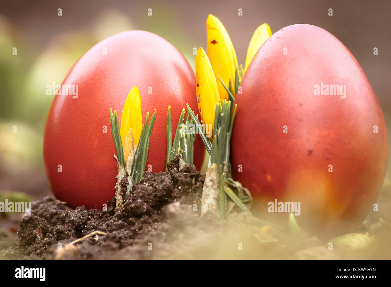 A beautiful, colored red Easter egg in the backyard. Traditional spring ...