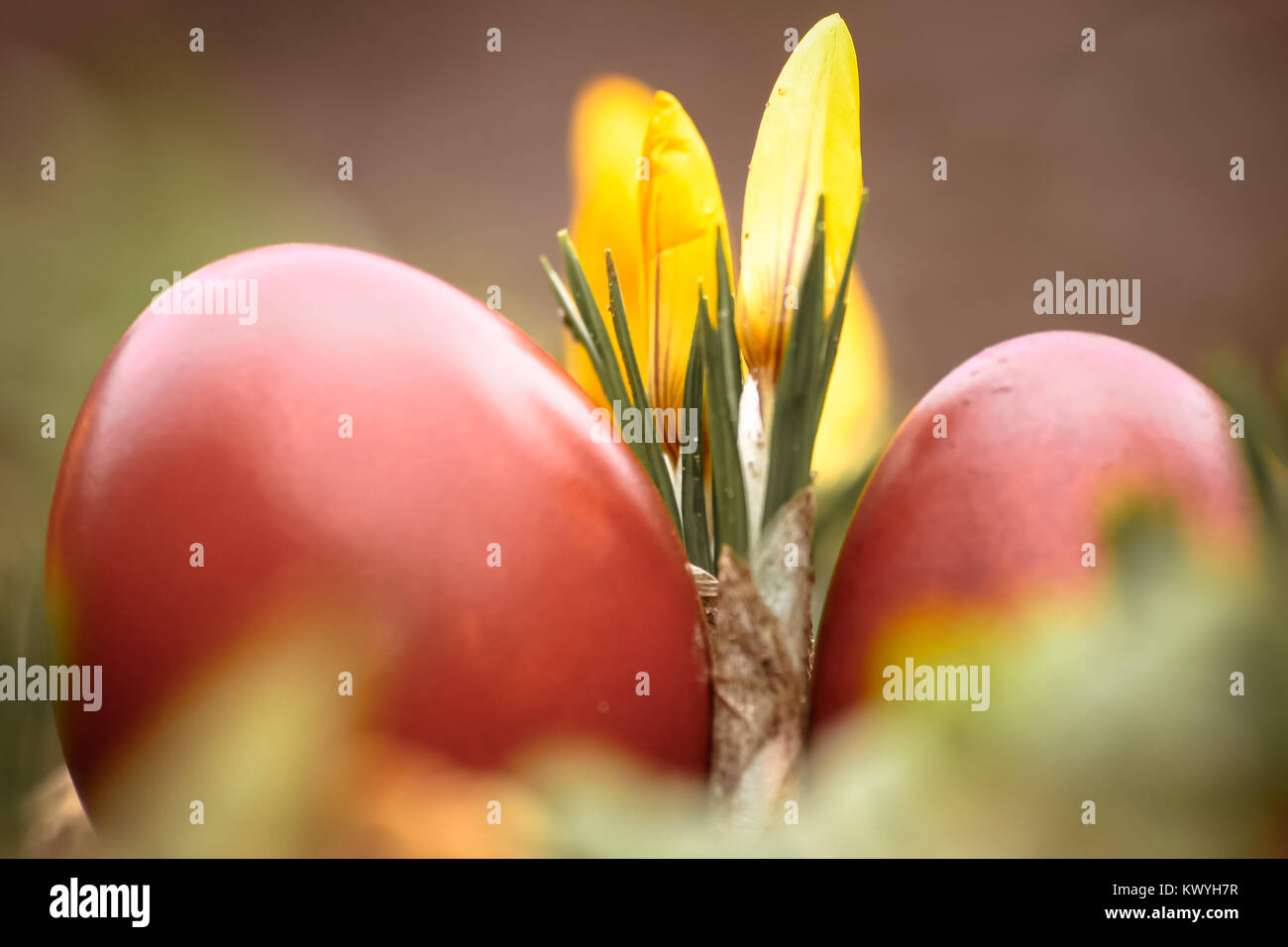 A beautiful, colored red Easter egg in the backyard. Traditional spring ...