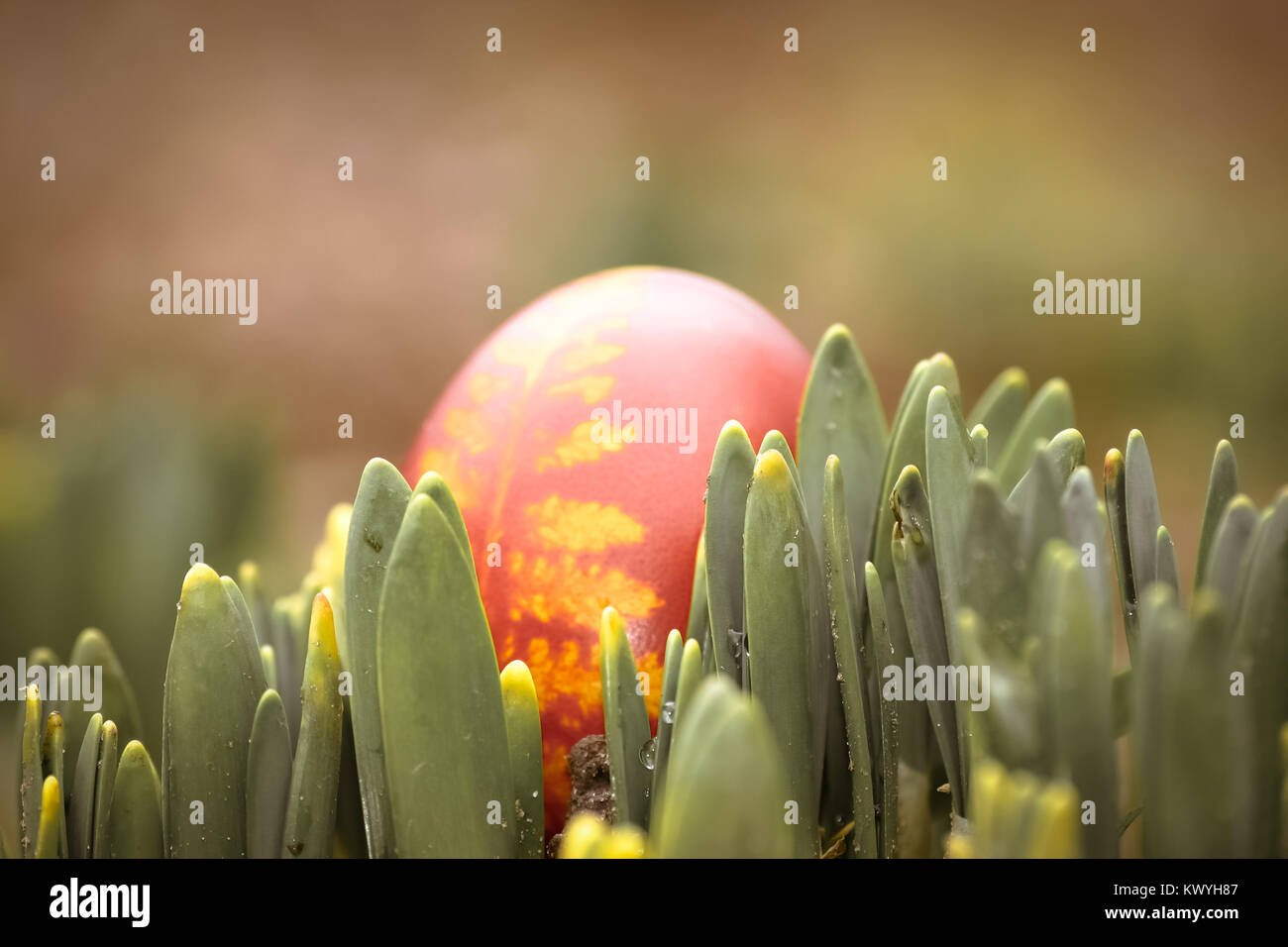 A beautiful, colored red Easter egg in the backyard. Traditional spring ...