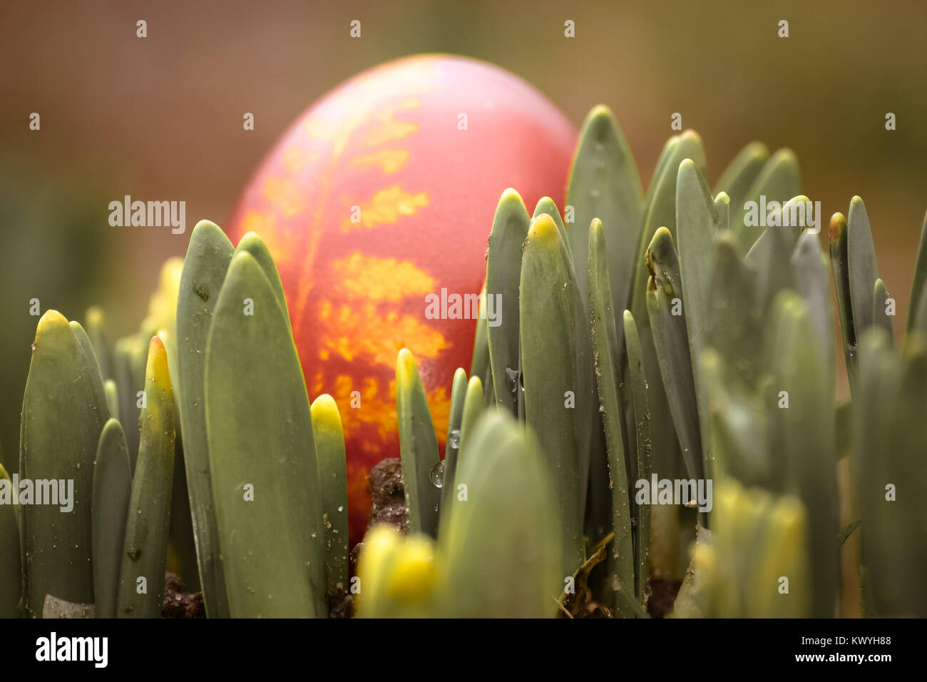 A beautiful, colored red Easter egg in the backyard. Traditional spring ...