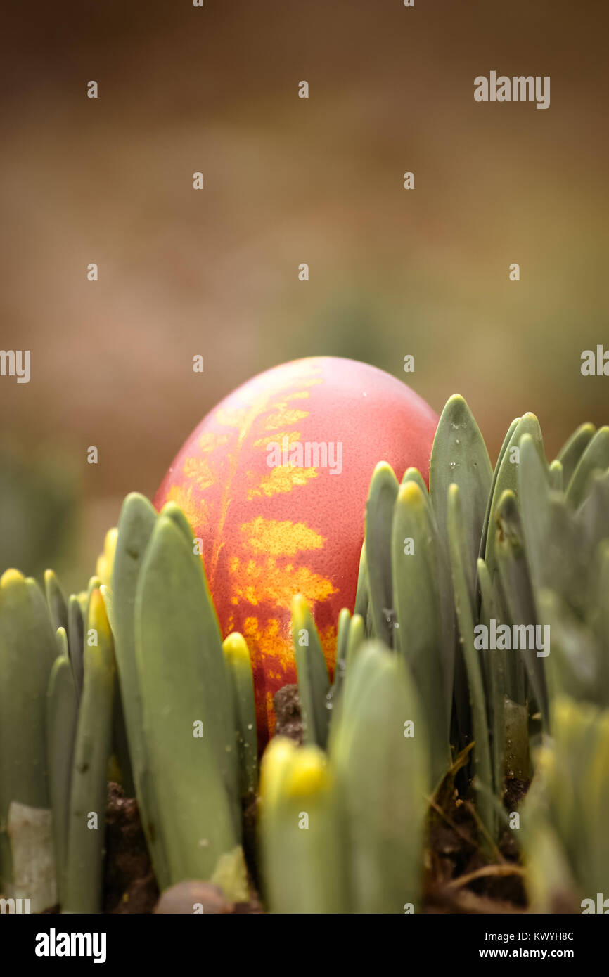 A beautiful, colored red Easter egg in the backyard. Traditional spring ...