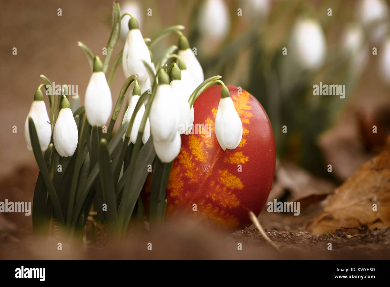 A beautiful, colored red Easter egg in the backyard. Traditional spring ...