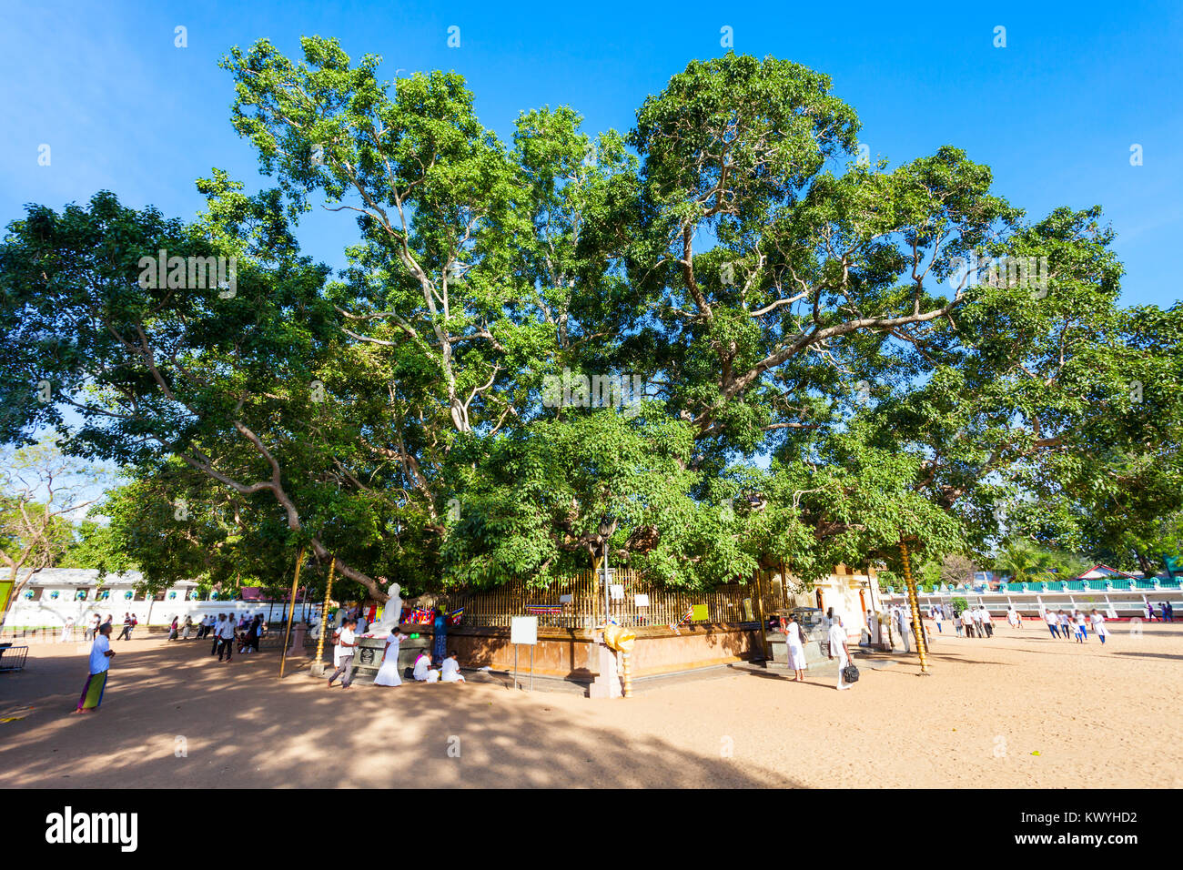 Sri maha bodhi tree hi-res stock photography and images - Alamy