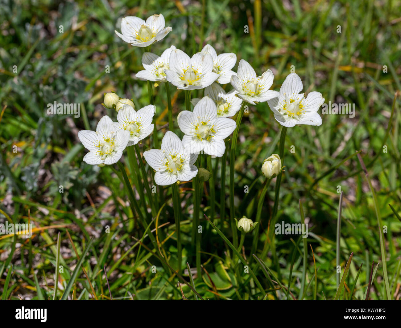 Parnassia palustris. Parnassia. Mountain flower. The Dolomites. Italian ...