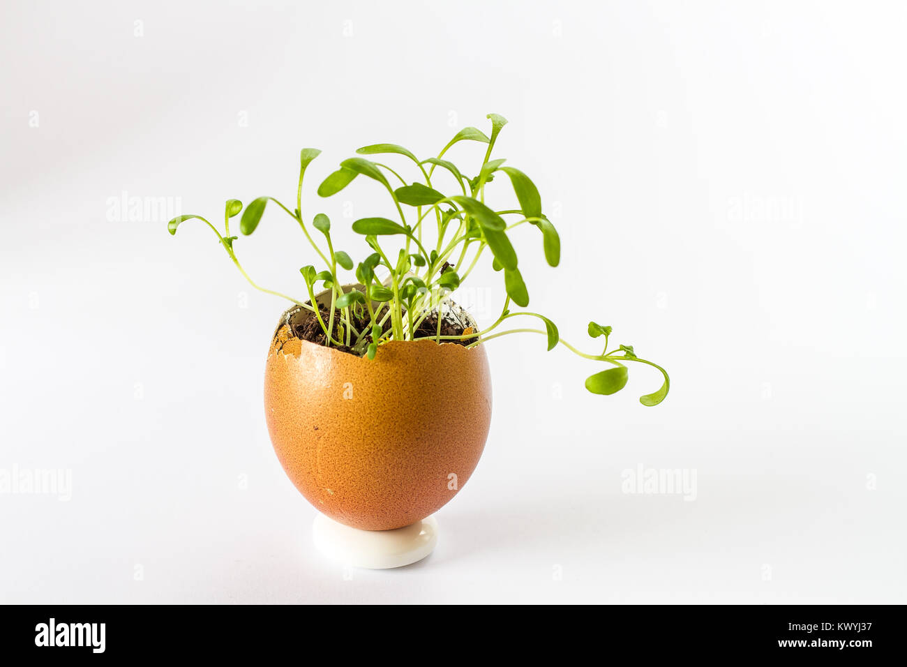 A beautiful fresh sprouts in an egg shell. Miniature garden of healthy ...