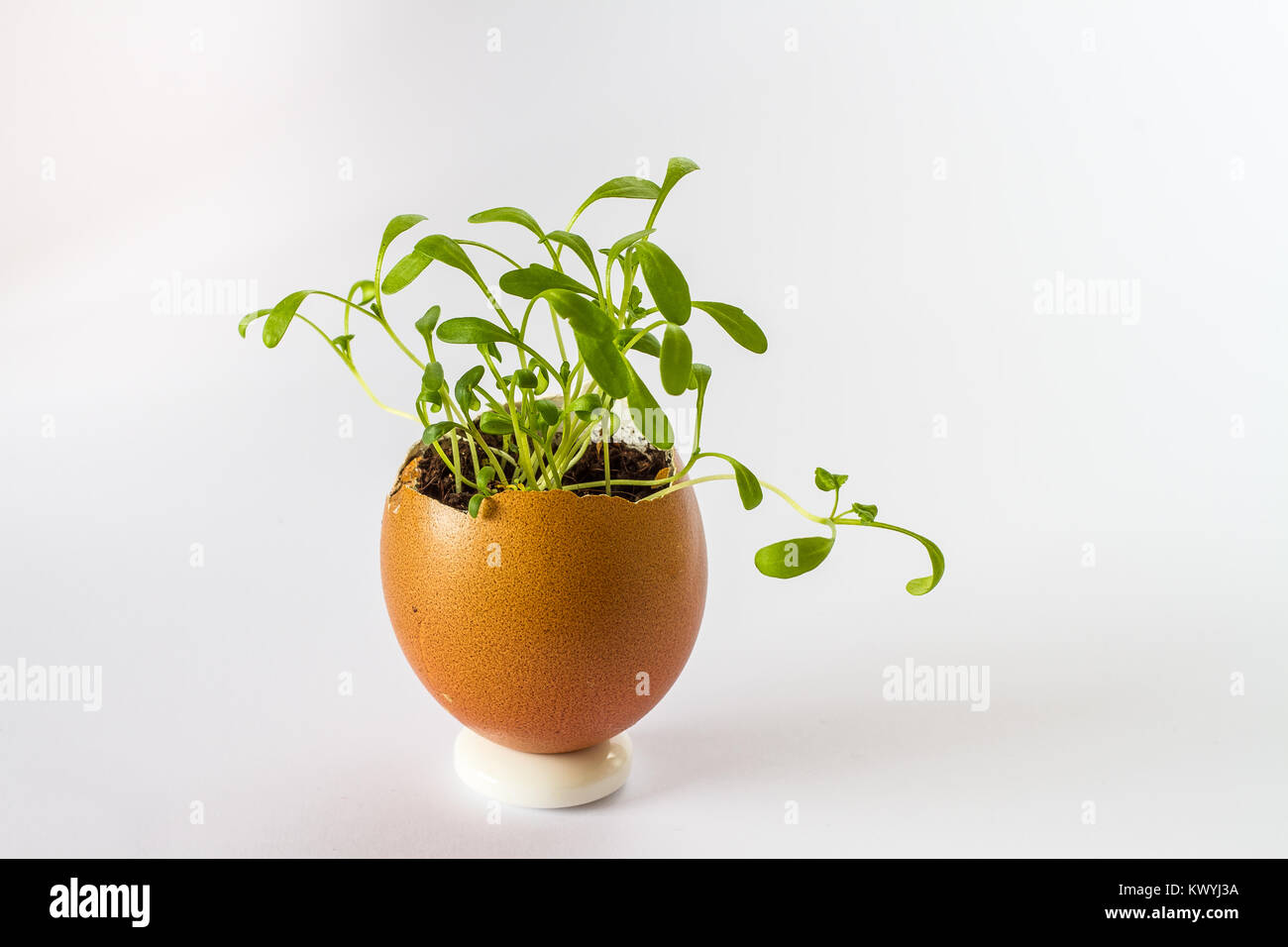 A beautiful fresh sprouts in an egg shell. Miniature garden of healthy ...
