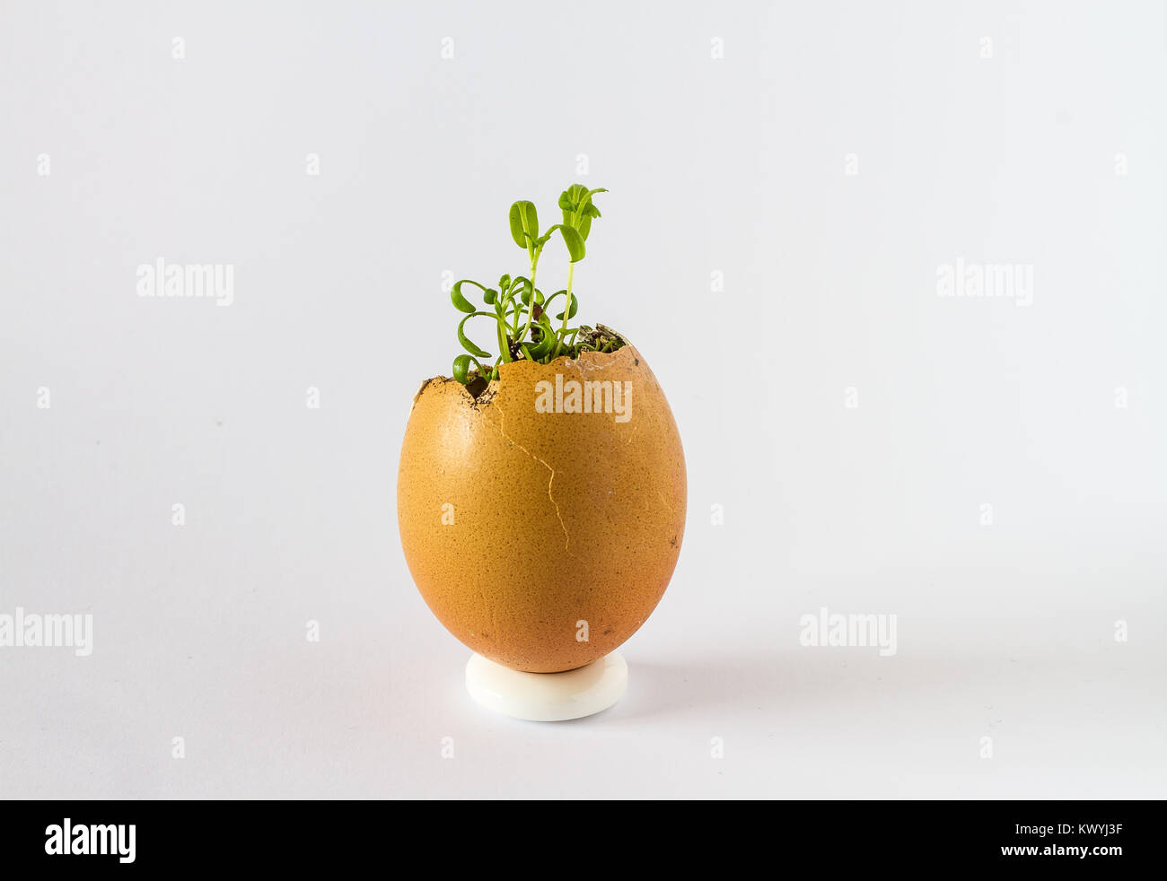 A beautiful fresh sprouts in an egg shell. Miniature garden of healthy ...