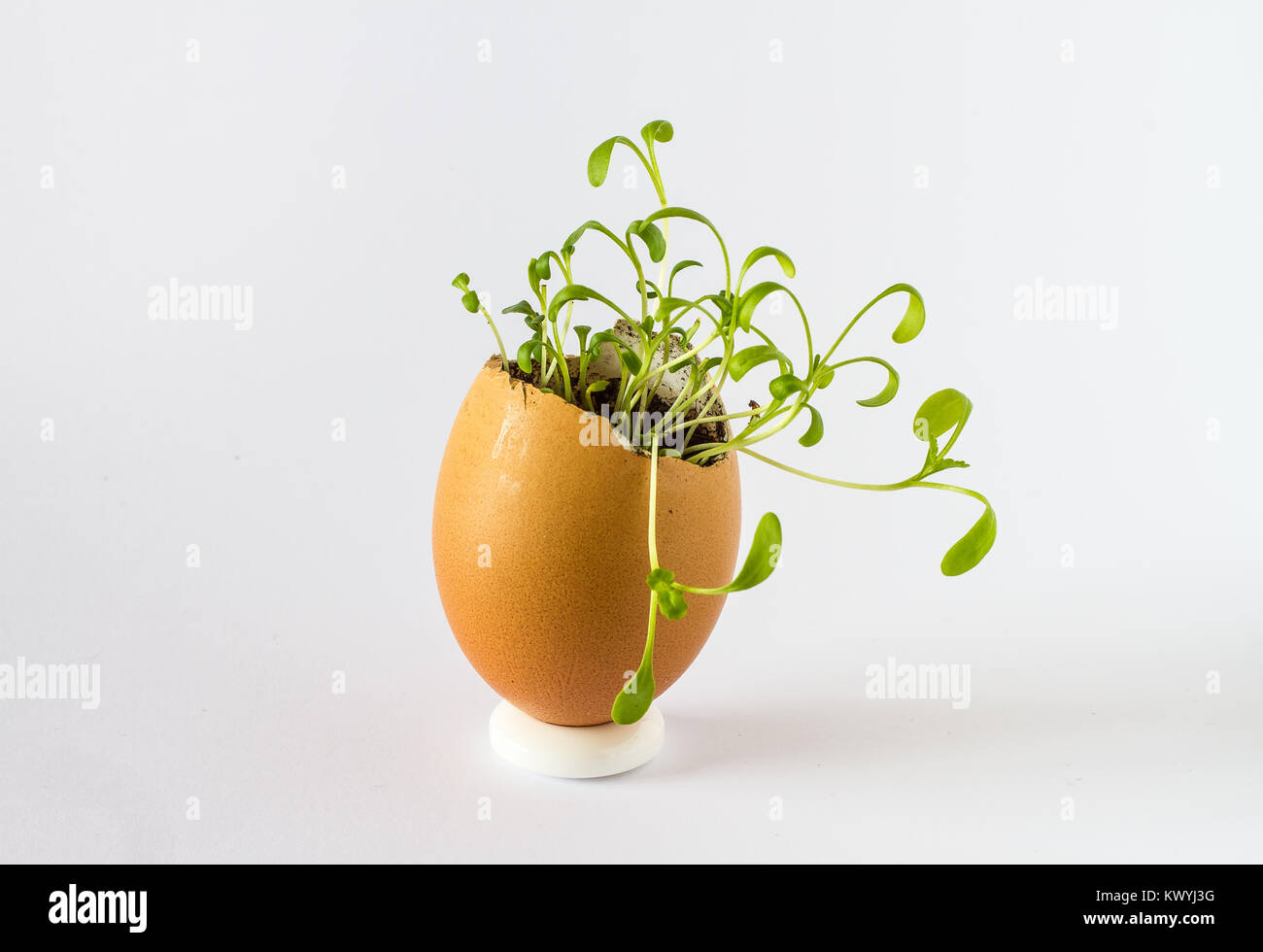 A beautiful fresh sprouts in an egg shell. Miniature garden of healthy ...