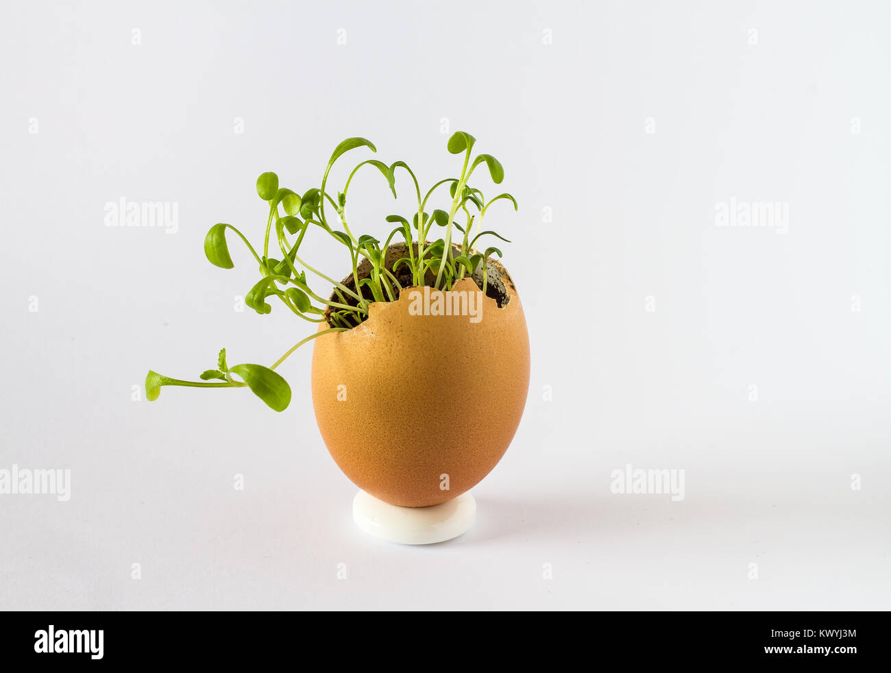 A beautiful fresh sprouts in an egg shell. Miniature garden of healthy ...