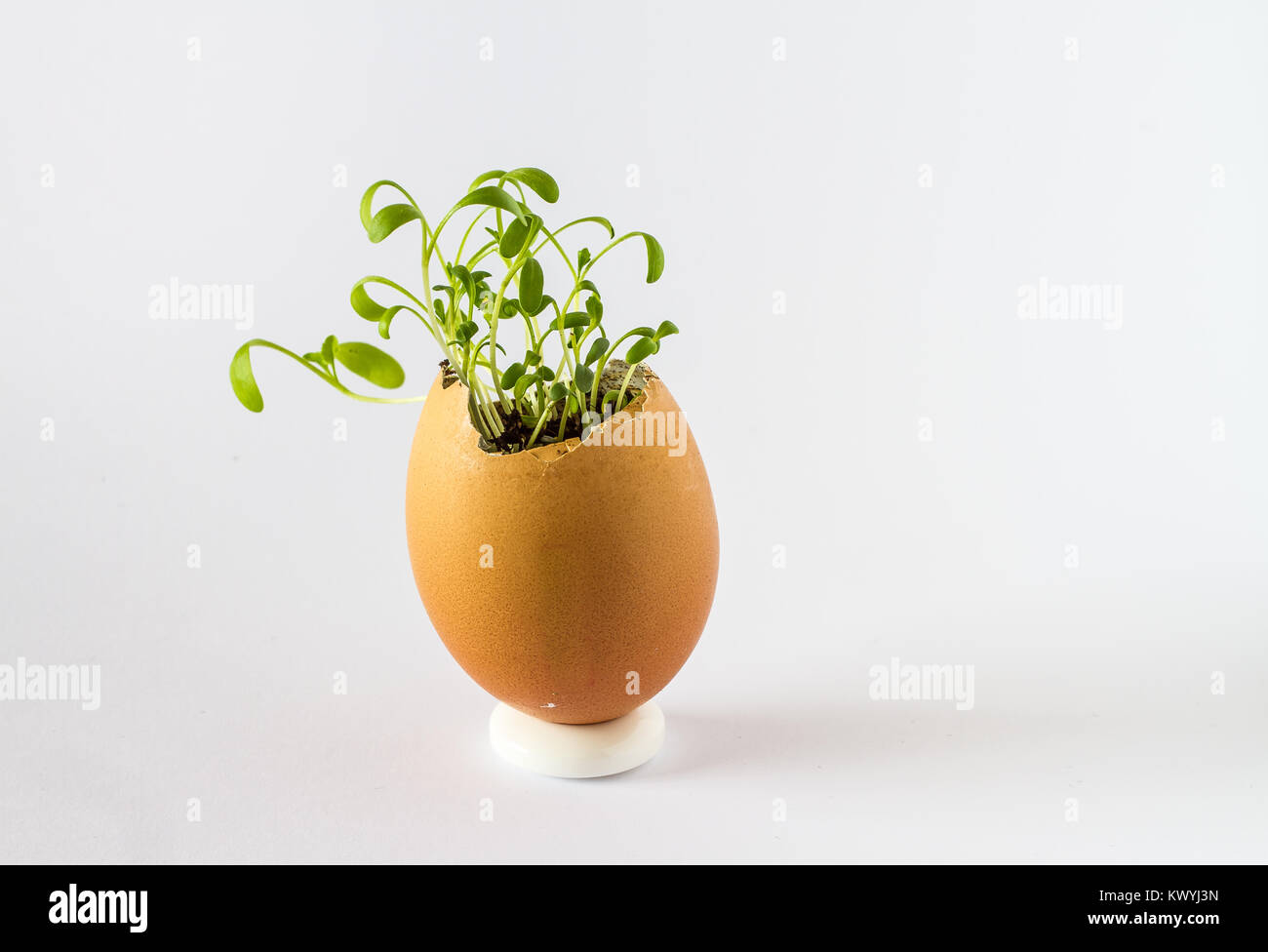 A beautiful fresh sprouts in an egg shell. Miniature garden of healthy ...