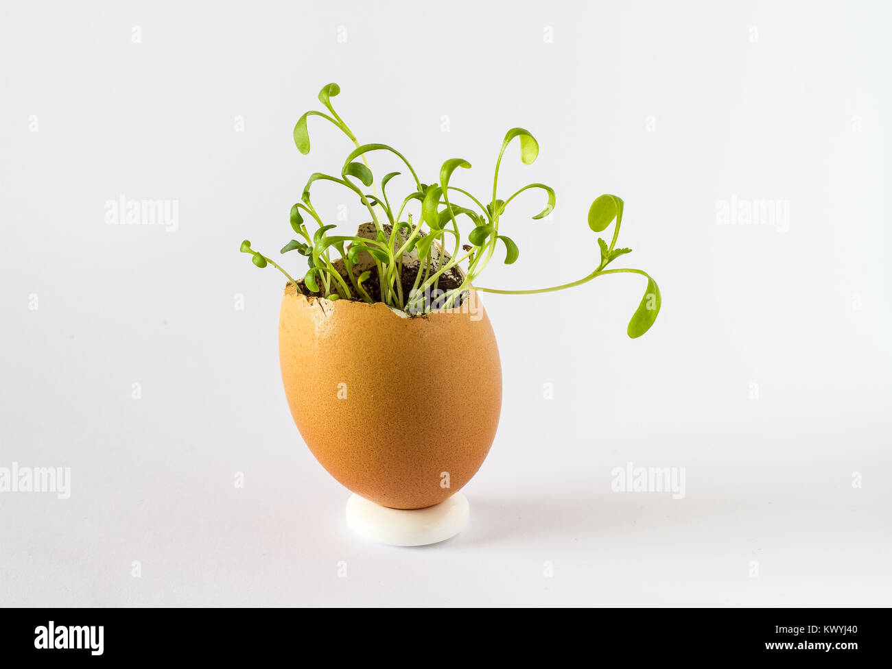A beautiful fresh sprouts in an egg shell. Miniature garden of healthy ...