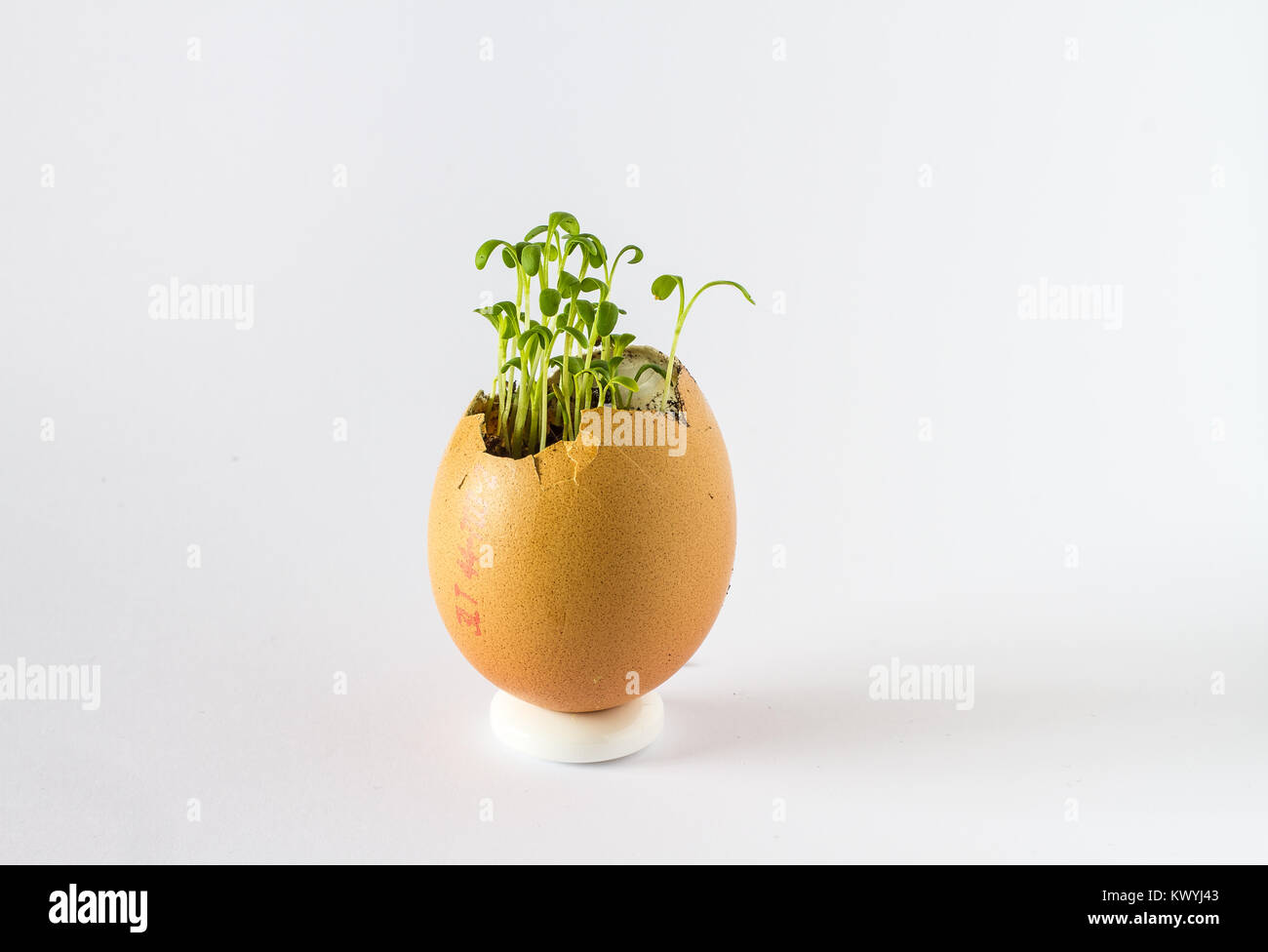 A beautiful fresh sprouts in an egg shell. Miniature garden of healthy ...