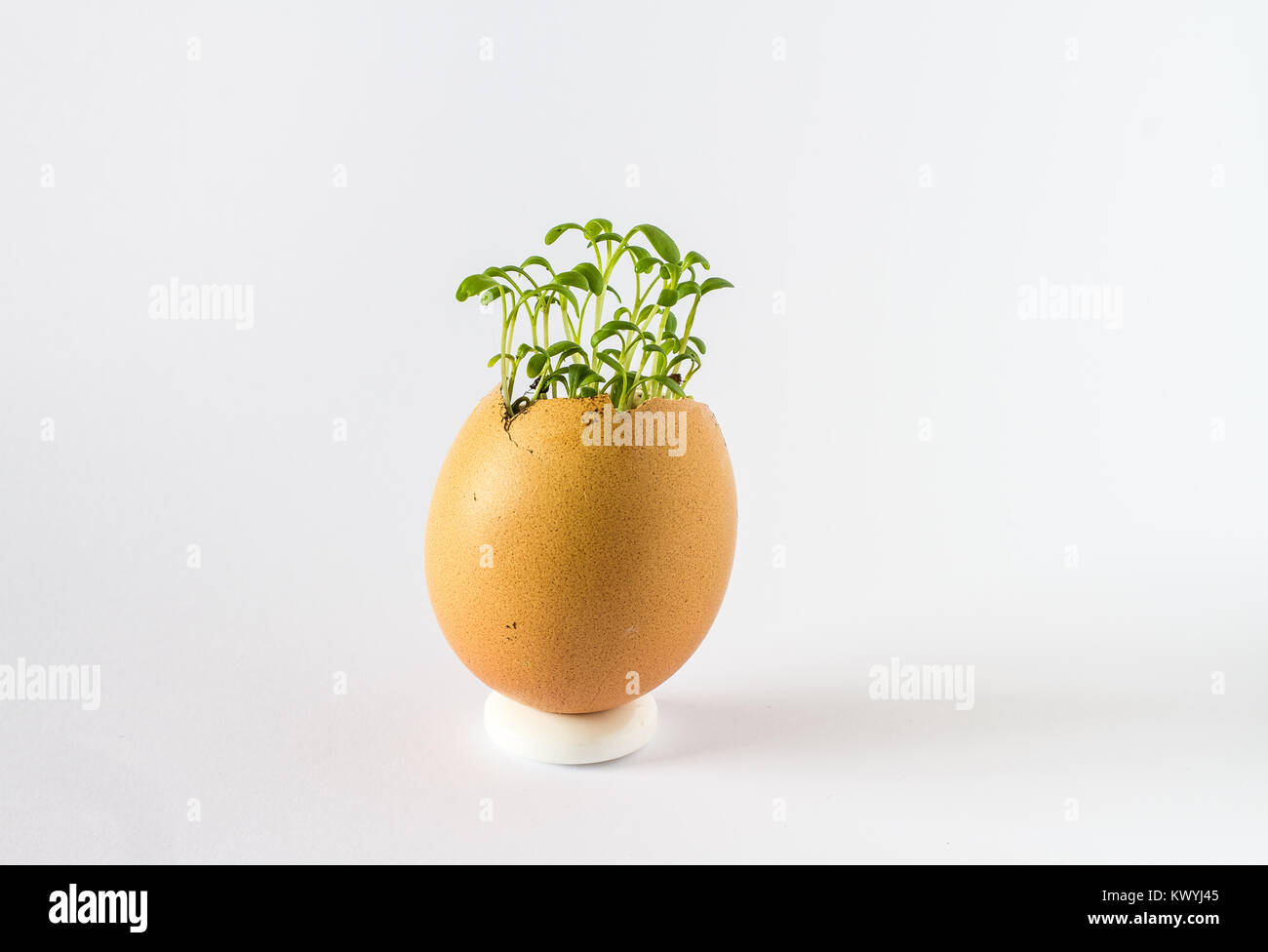 A beautiful fresh sprouts in an egg shell. Miniature garden of healthy ...