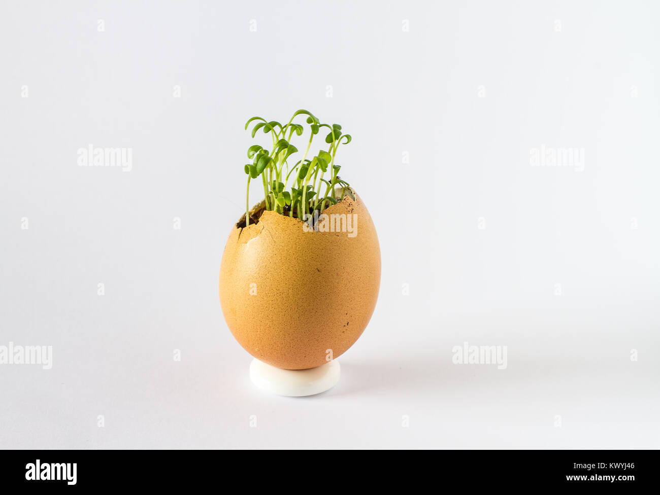 A beautiful fresh sprouts in an egg shell. Miniature garden of healthy ...