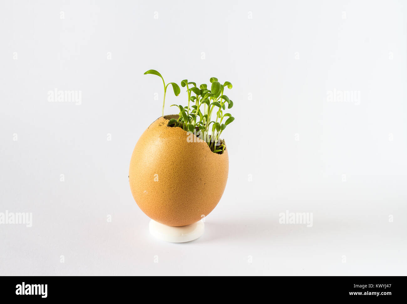 A beautiful fresh sprouts in an egg shell. Miniature garden of healthy ...
