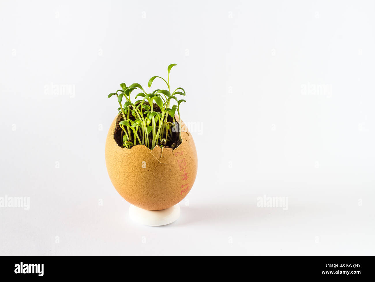 A beautiful fresh sprouts in an egg shell. Miniature garden of healthy ...