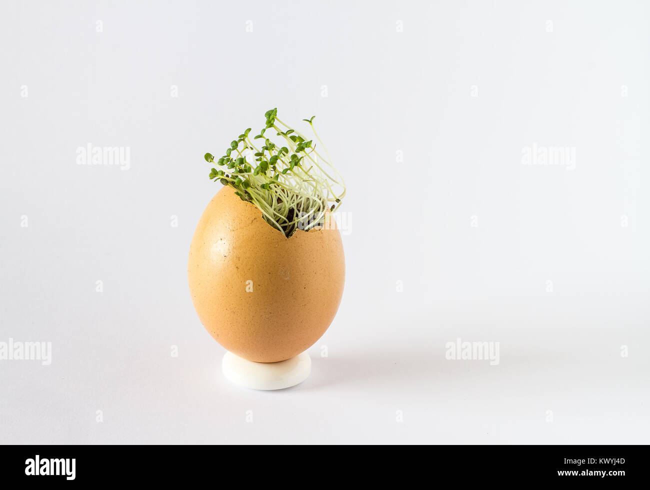 A beautiful fresh sprouts in an egg shell. Miniature garden of healthy ...