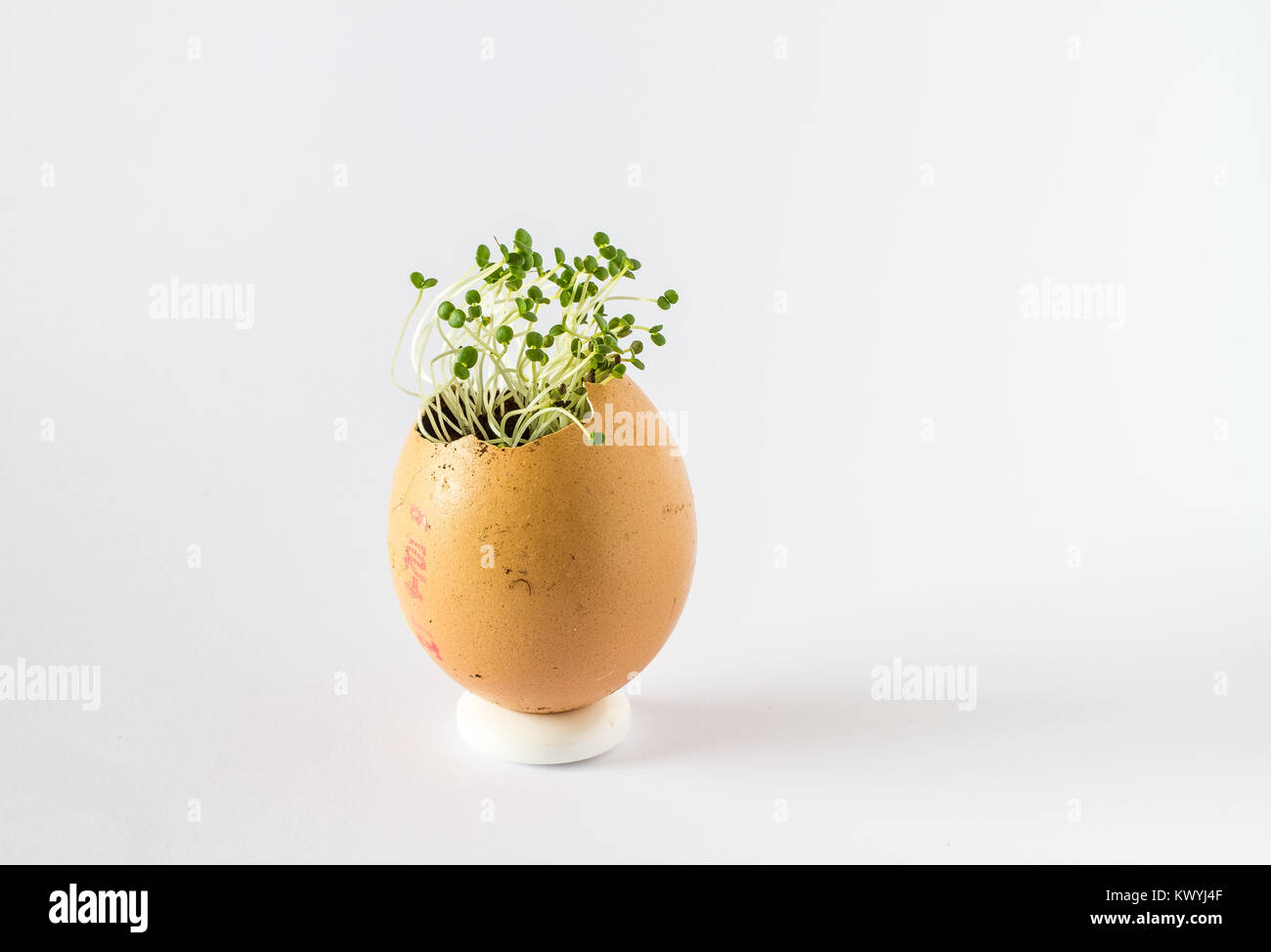 A beautiful fresh sprouts in an egg shell. Miniature garden of healthy ...