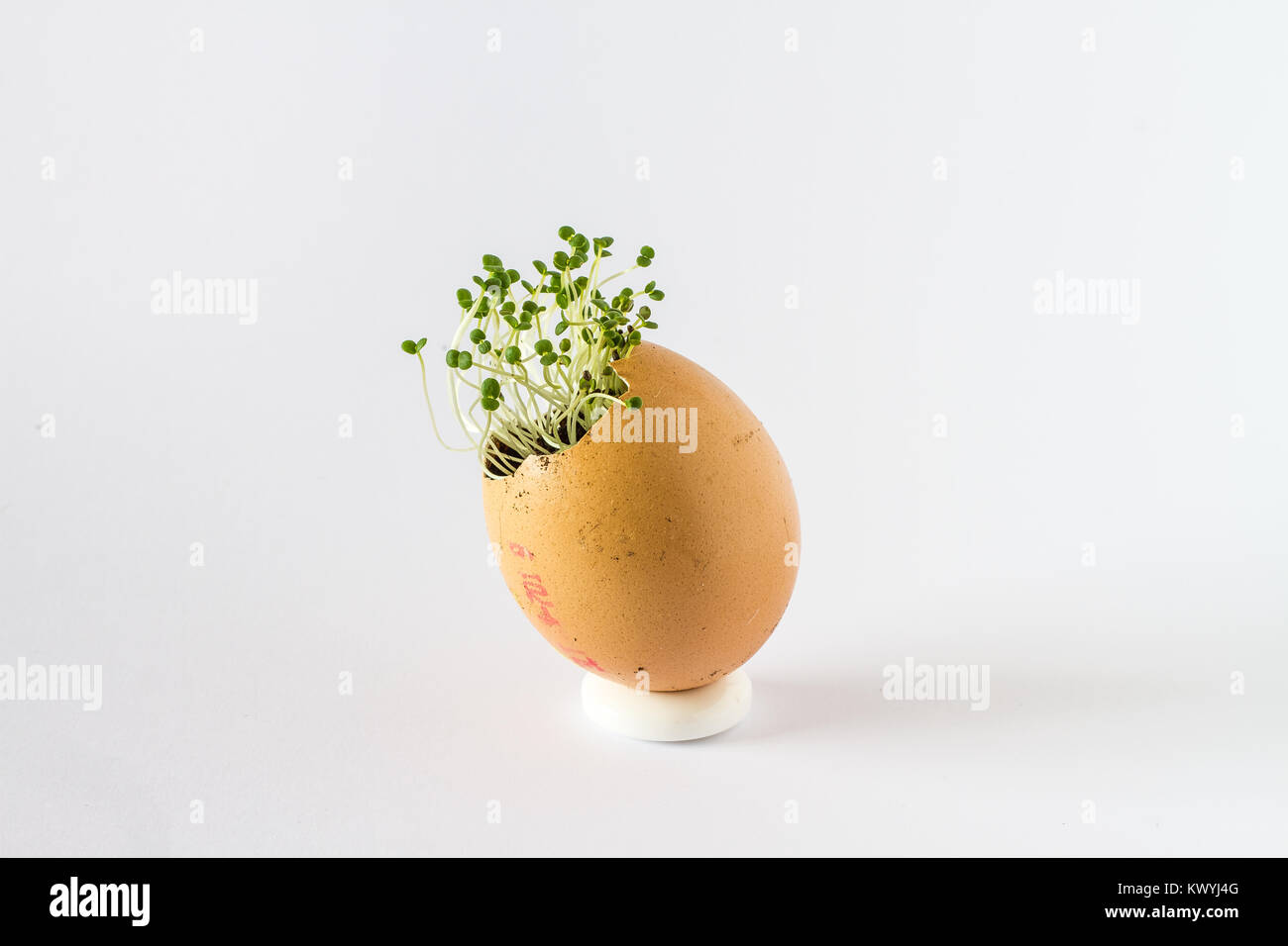 A beautiful fresh sprouts in an egg shell. Miniature garden of healthy ...