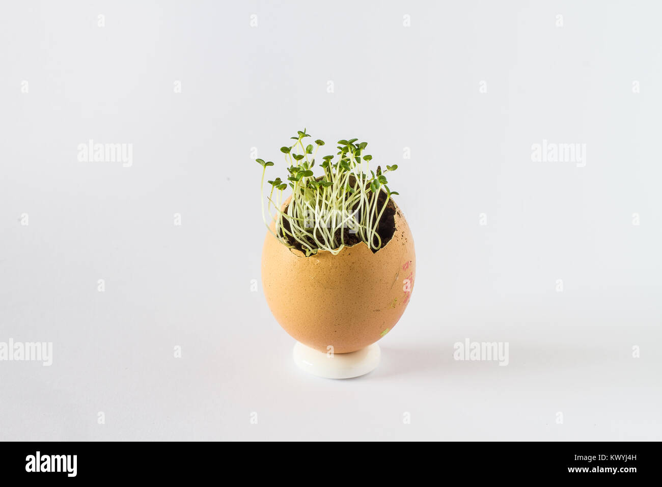 A beautiful fresh sprouts in an egg shell. Miniature garden of healthy ...