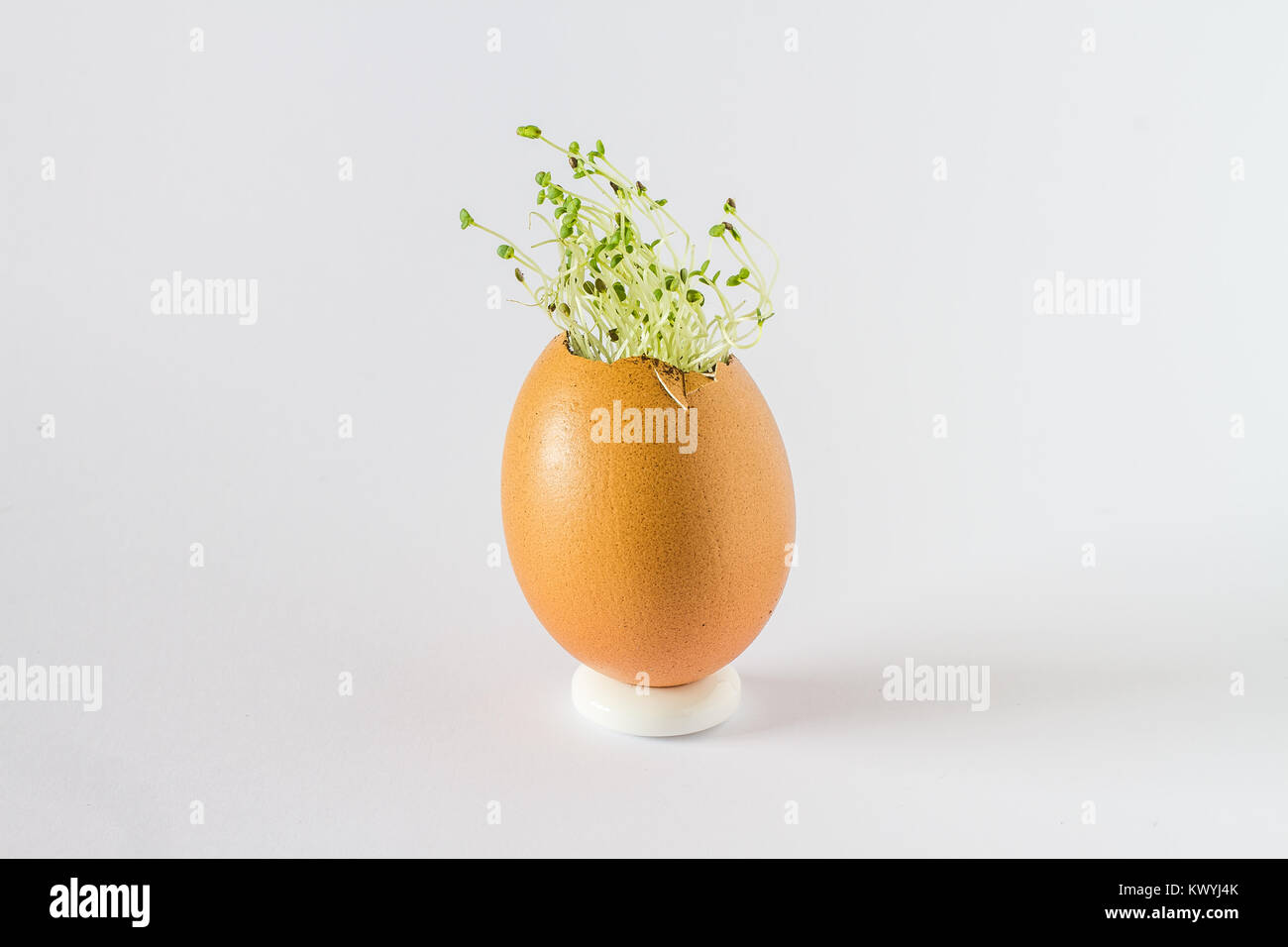 A beautiful fresh sprouts in an egg shell. Miniature garden of healthy ...