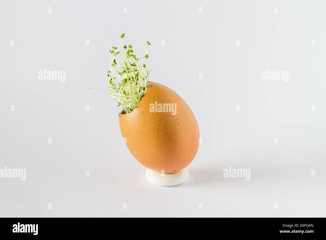 A beautiful fresh sprouts in an egg shell. Miniature garden of healthy ...