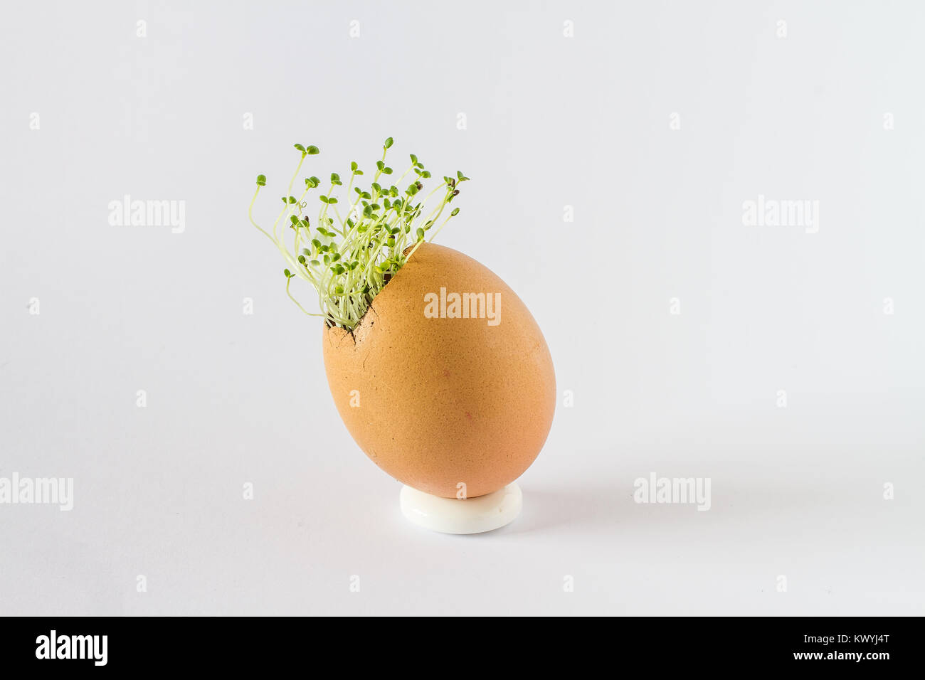 A beautiful fresh sprouts in an egg shell. Miniature garden of healthy ...