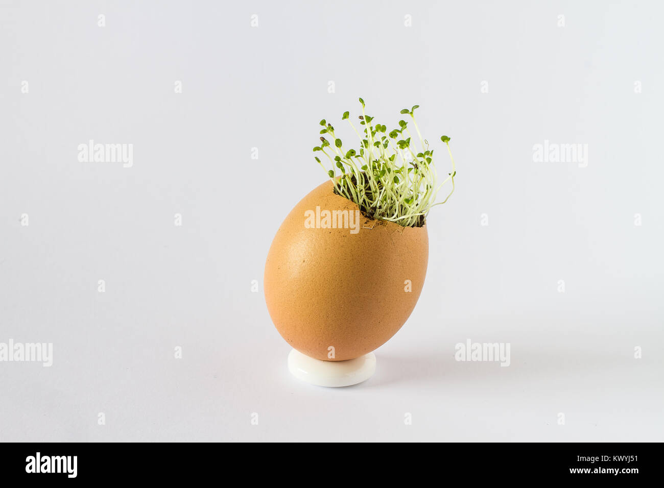A beautiful fresh sprouts in an egg shell. Miniature garden of healthy ...