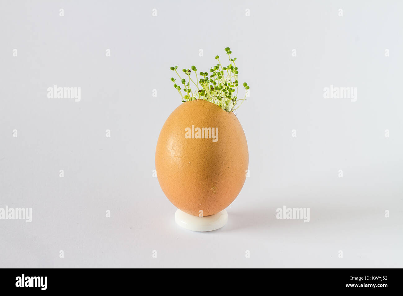 A beautiful fresh sprouts in an egg shell. Miniature garden of healthy ...