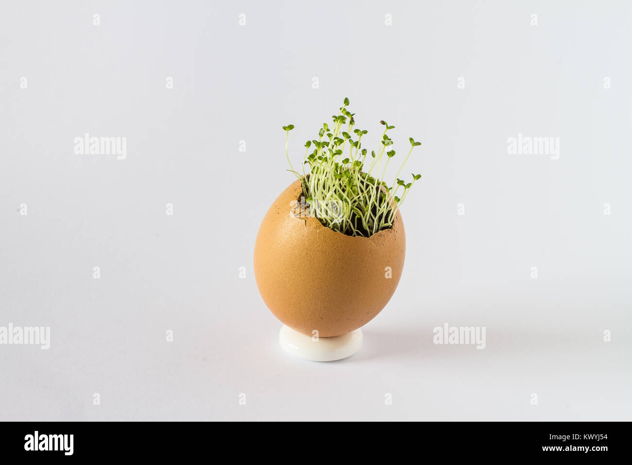 A beautiful fresh sprouts in an egg shell. Miniature garden of healthy ...