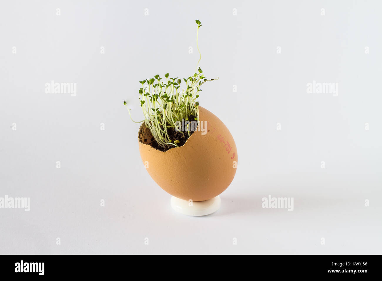A beautiful fresh sprouts in an egg shell. Miniature garden of healthy ...