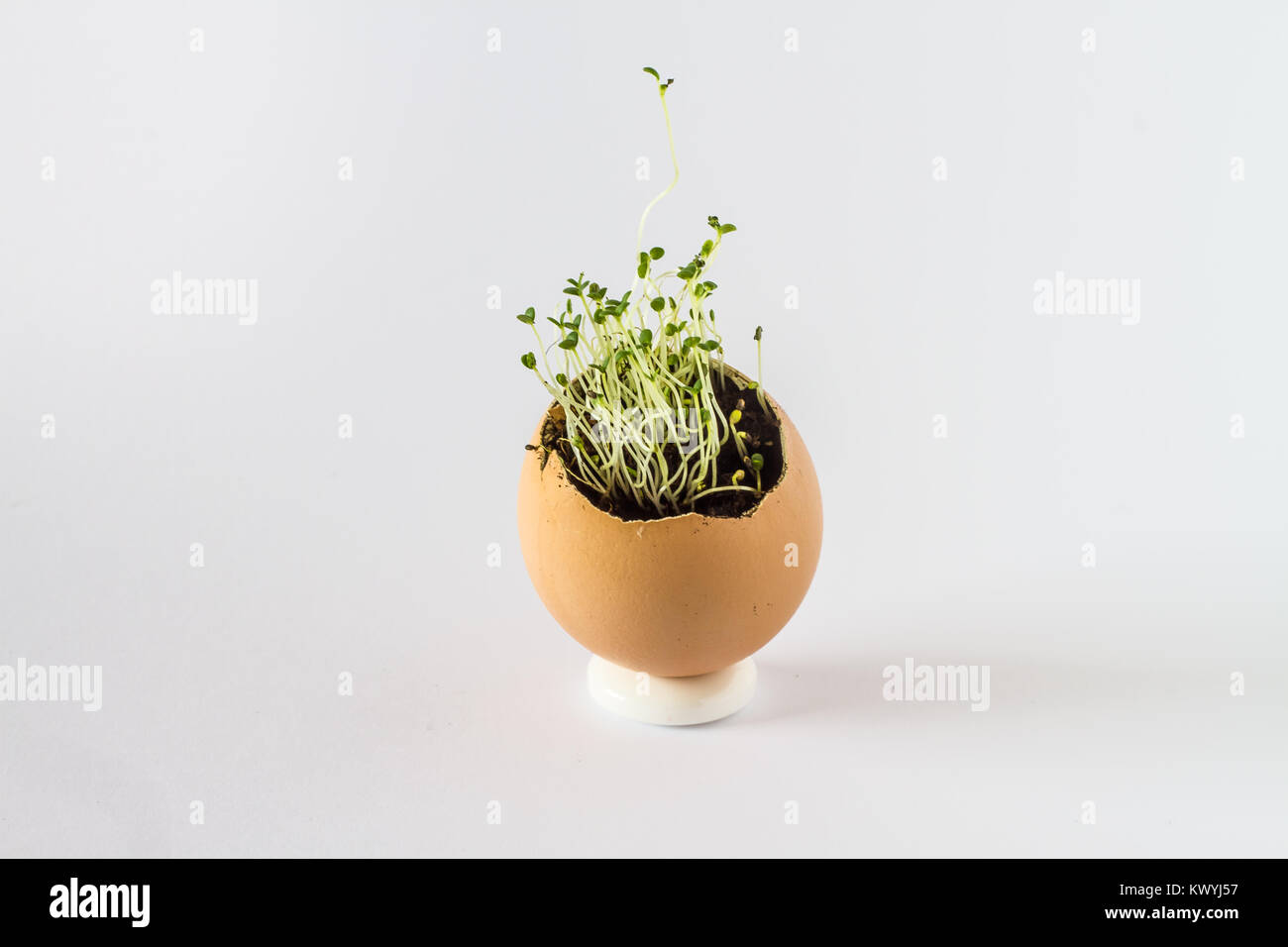 A beautiful fresh sprouts in an egg shell. Miniature garden of healthy ...